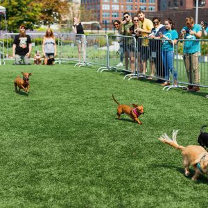Hot Dogs & Wiener Dog Races at Roosevelt Collection Shops - Poag ...